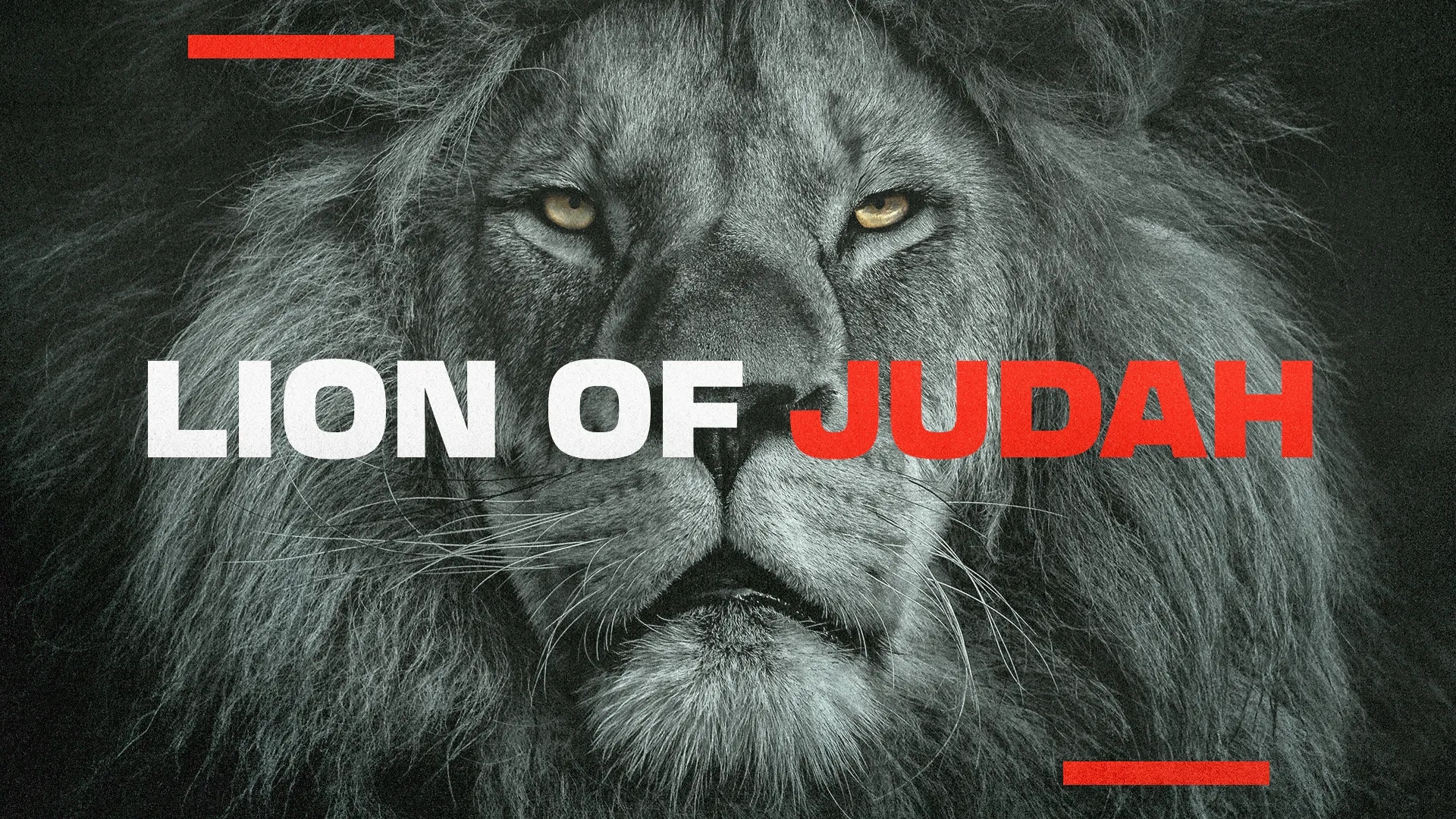 Lion De Juda